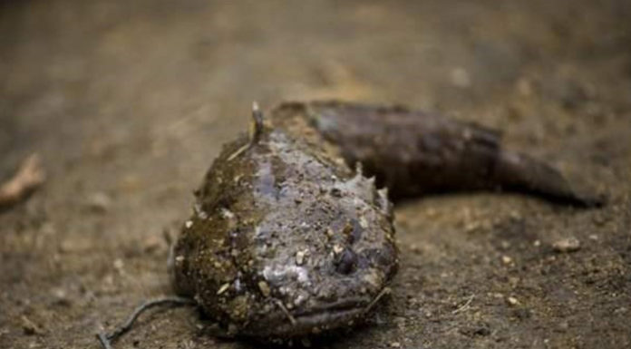 Mengenal Jenis-Jenis Ikan Depu Berbisa