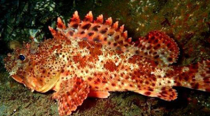 Mengenal Jenis-Jenis Ikan Depu Berbisa