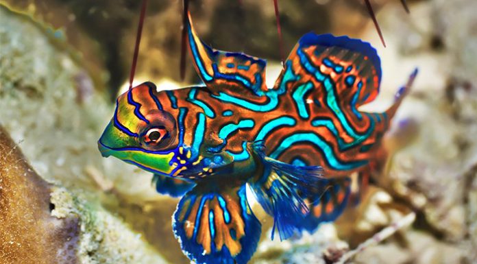 Spesies Ikan Hiasan Cantik Tapi Berbisa