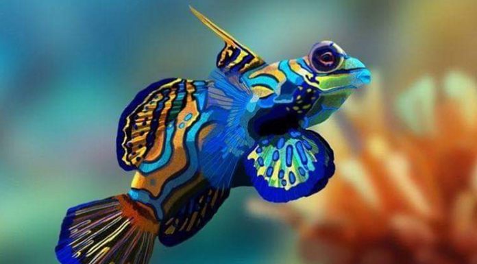 Ramai Yang Tak Tahu Perbezaan Ikan Ketarap Dan Bayan - Umpan Ramai Yang Tak Tahu Perbezaan Ikan Ketarap Dan Bayan - Umpan