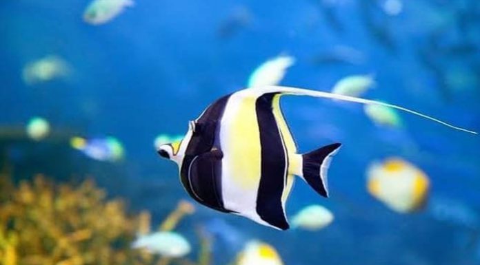 Ramai Yang Tak Tahu Perbezaan Ikan Ketarap Dan Bayan - Umpan Ramai Yang Tak Tahu Perbezaan Ikan Ketarap Dan Bayan - Umpan