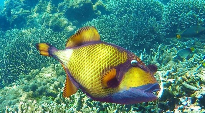 Ramai Yang Tak Tahu Perbezaan Ikan Ketarap Dan Bayan - Umpan Ramai Yang Tak Tahu Perbezaan Ikan Ketarap Dan Bayan - Umpan