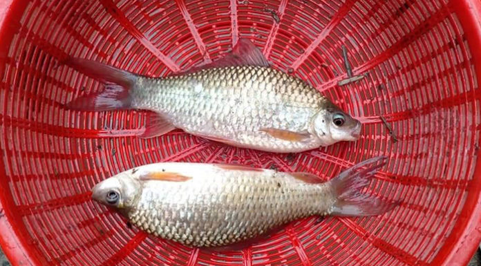 Dua Spesies Ikan Terbul Di Malaysia