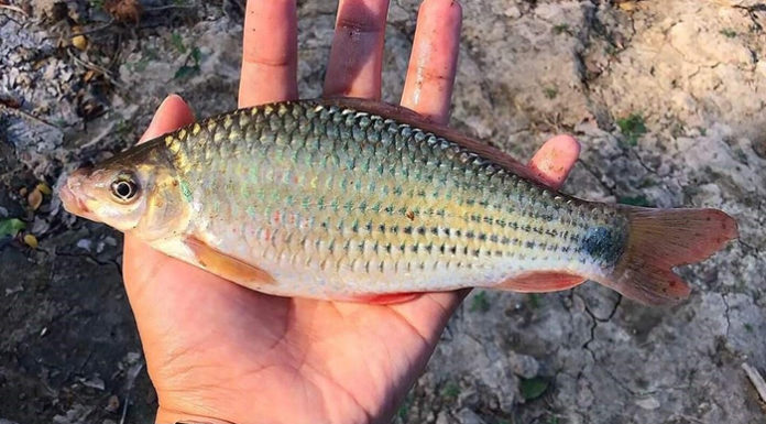 Mengenal Identiti Kumpulan Ikan Gerut-Gerut - Umpan