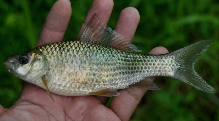 Dua Spesies Ikan Terbul Di Malaysia