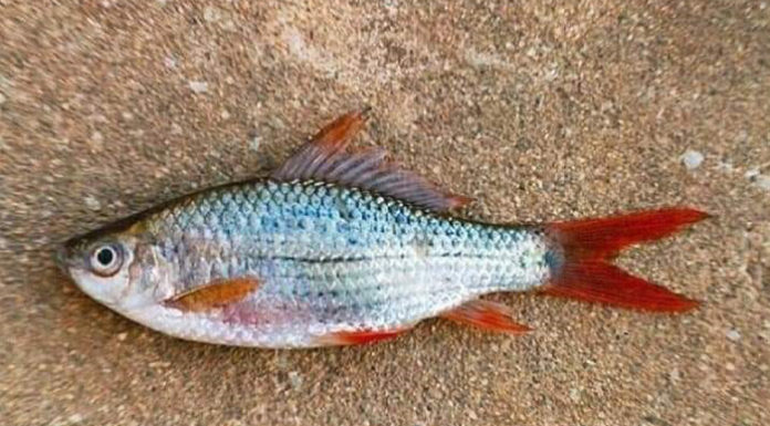 Dua Spesies Ikan Terbul Di Malaysia