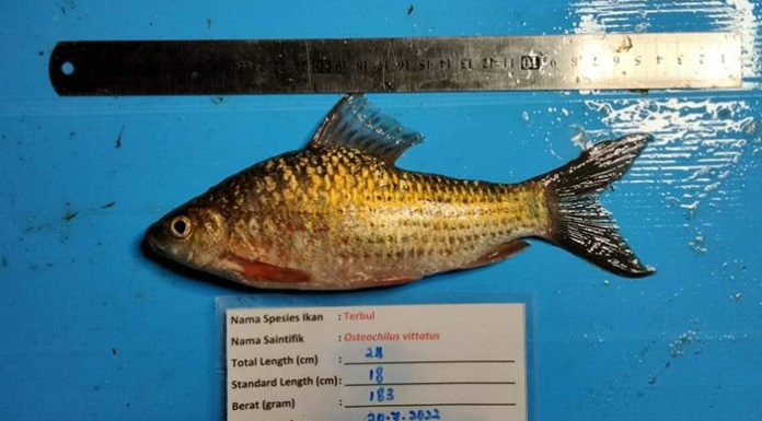 Mengenal Identiti Kumpulan Ikan Gerut-Gerut - Umpan