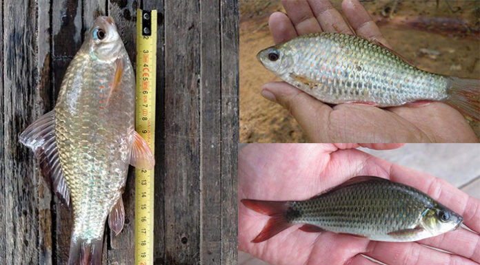 Dua Spesies Ikan Terbul Di Malaysia