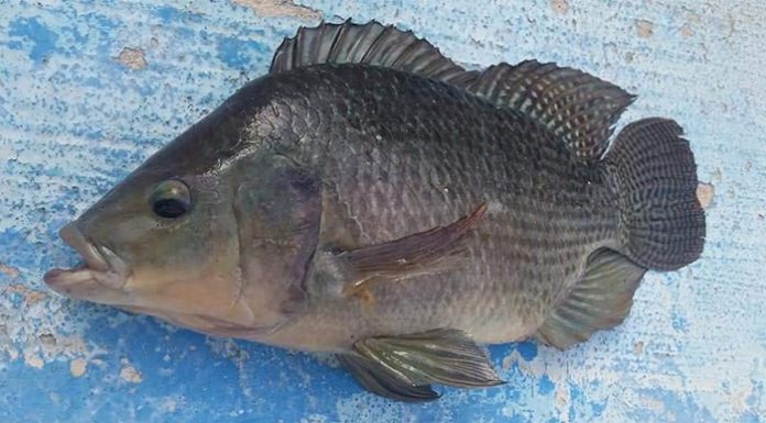 Kenali Ikan Jenahak Secara Detail!! - Umpan