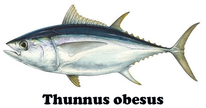 Kenali Kelompok Tuna Padu Dalam Keluarga Besar Tuna