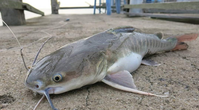 Mengenal Identiti Khas Spesies Belukang