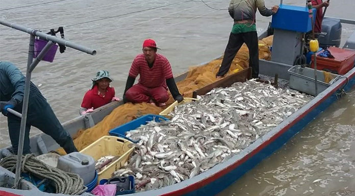 Mengenal Identiti Khas Spesies Belukang