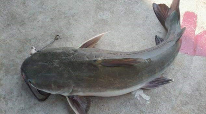 Mengenal Identiti Khas Spesies Belukang