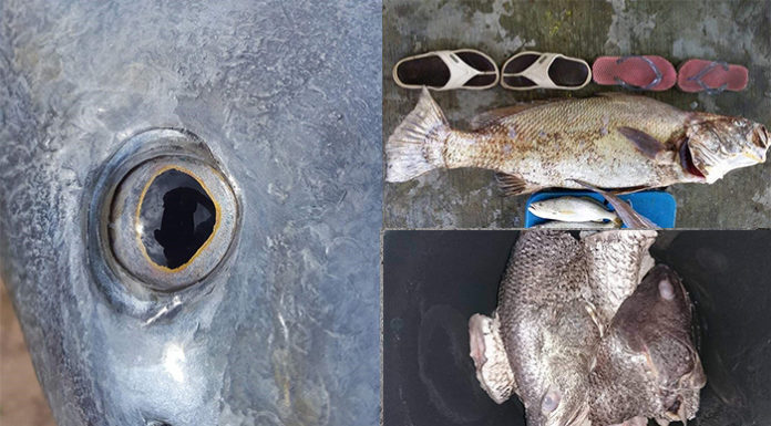 Kenali Ikan Timah Yang Unik