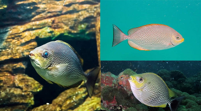 Mengenal Identiti Spesies Dengkis Tompok Kuning