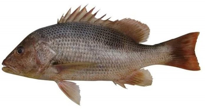 Kenali Ikan Jenahak (kemaskini)!! - Umpan