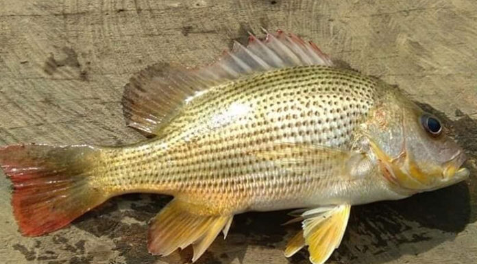 Mengenal Identiti Kumpulan Ikan Gerut-Gerut - Umpan