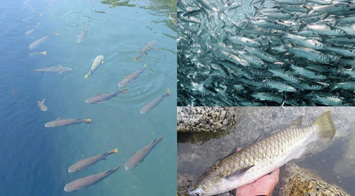 Info Spesies - Kenali Ikan Talang (update) - Umpan