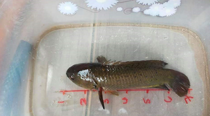 Ciri-Ciri Utama Perbezaan Ikan Puyu Jantan Dan Betina