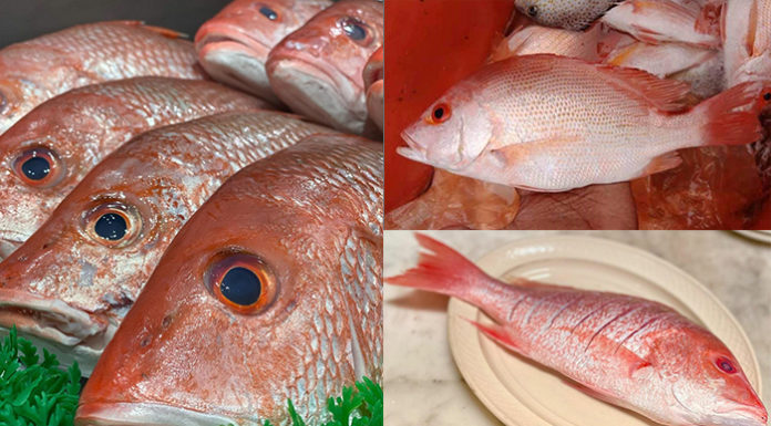 Mengenal Identiti Spesies Keluarga Ikan Belanak - Umpan