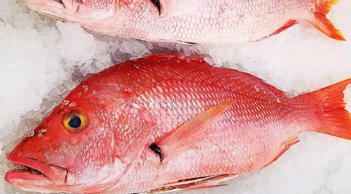 Kenali Spesies Ikan Merah Paling Mudah Ditemui