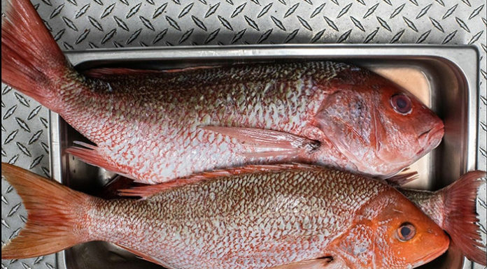 Kenali Spesies Ikan Merah Paling Mudah Ditemui