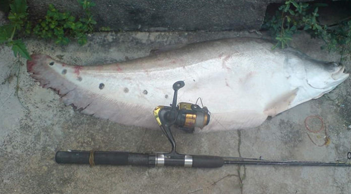 Ini Cara Paling Berkesan Memancing Spesies Belida