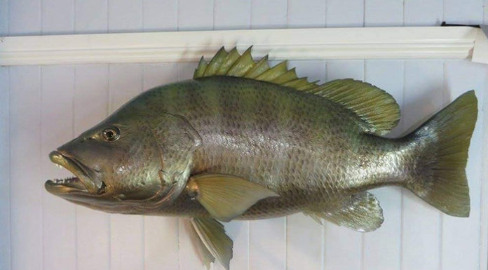 Black Bass Atau Black Snapper? Ini Penjelasan Yang Sebenar