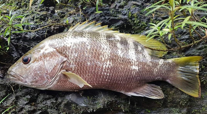 Info Spesies - Kenali Ikan Belukang!! - Umpan