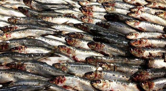 Info spesies: Keluarga ikan bayan / ketarap!! - Umpan