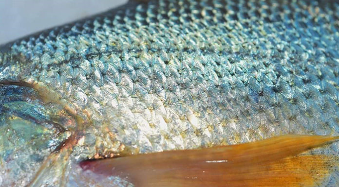 Mengenal Identiti Kumpulan Ikan Gerut-Gerut
