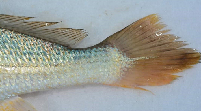 Mengenal Identiti Kumpulan Ikan Gerut-Gerut