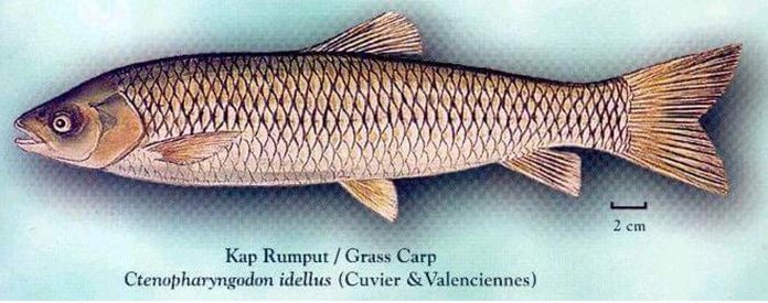 Info Spesies : Keluarga Ikan Kap Popular Di Malaysia!! - Umpan