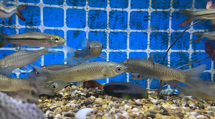 Ramai Yang Tak Tahu Perbezaan Ikan Ketarap Dan Bayan - Umpan