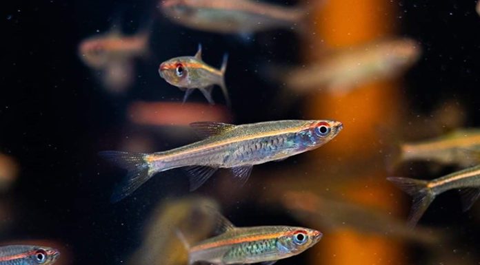 Kenali 80 Spesies Ikan Seluang