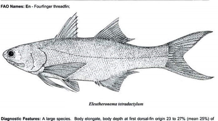 Cara Mengenali Spesies Ikan Senangin Dengan Tepat