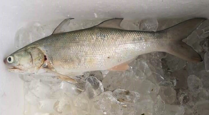 Cara Mengenali Spesies Ikan Senangin Dengan Tepat