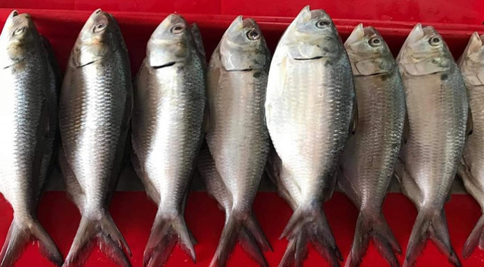 Ramai Yang Tak Tahu Perbezaan Ikan Ketarap Dan Bayan - Umpan