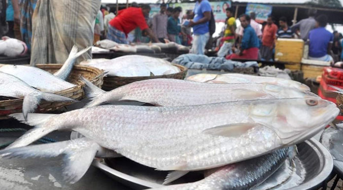 Kenali 3 Spesies Terubuk Utama