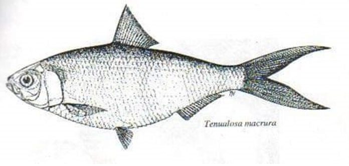 Kenali 3 Spesies Terubuk Utama