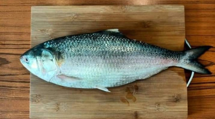 Kenali 3 Spesies Terubuk Utama