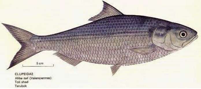 Ramai Yang Tak Tahu Perbezaan Ikan Ketarap Dan Bayan - Umpan