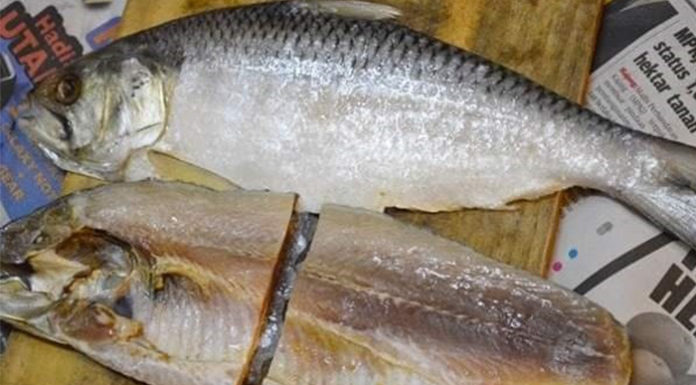 10 Spesies Ikan Yu Yang Menakjubkan!!