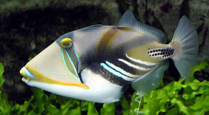 Kenali Keluarga Ikan Jebong
