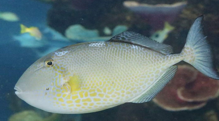 Kenali Keluarga Ikan Jebong