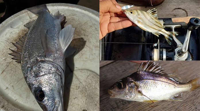 Cara Mengenali Spesies Ikan Senangin Dengan Tepat