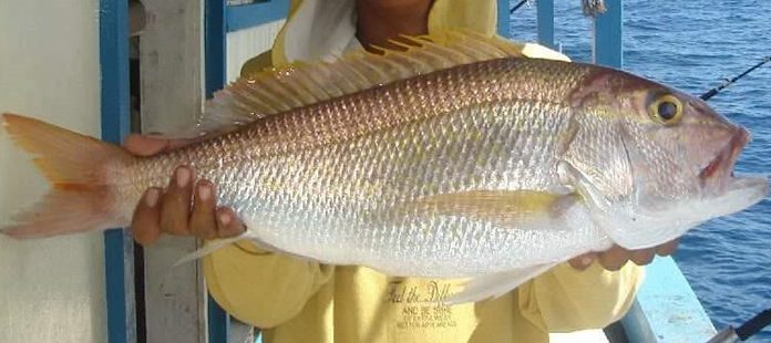 Mengenal Suku Sakat Ikan Bayan - Umpan