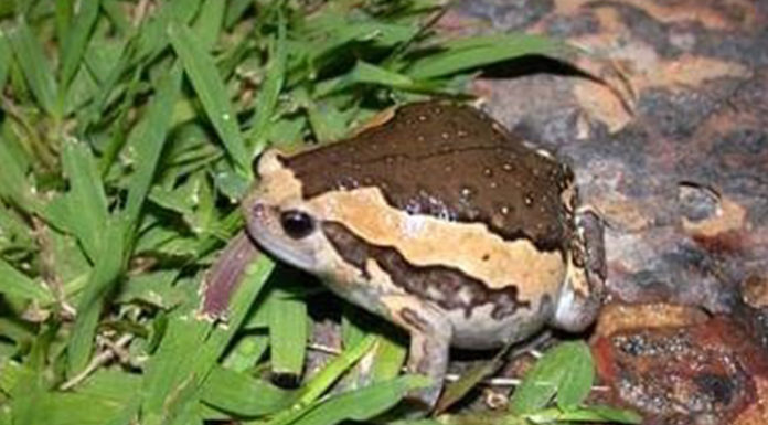 Kenali 4 Spesies Katak Tempatan