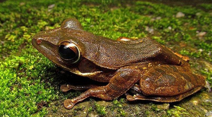 Kenali 4 Spesies Katak Tempatan