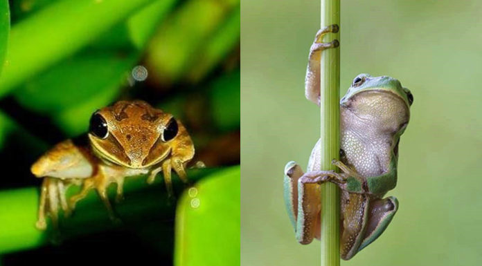 Kenali 4 Spesies Katak Tempatan